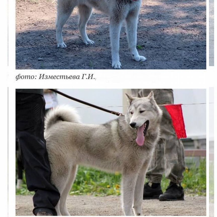 Западносибирская лайка, щенок