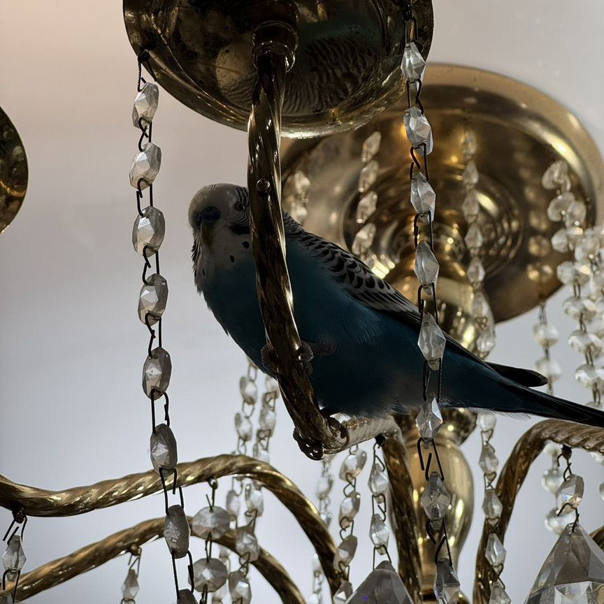 Волнистый попугай с клеткой