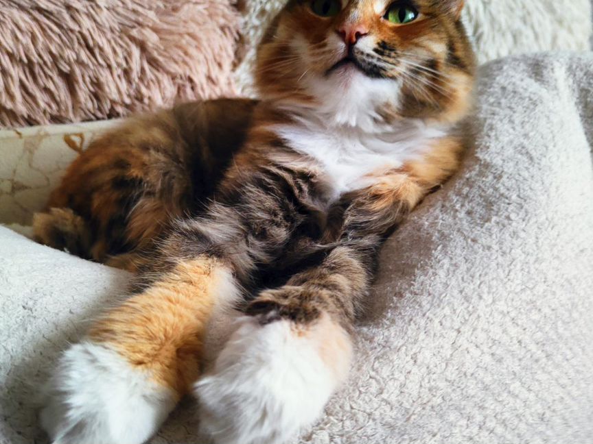 Кошка
