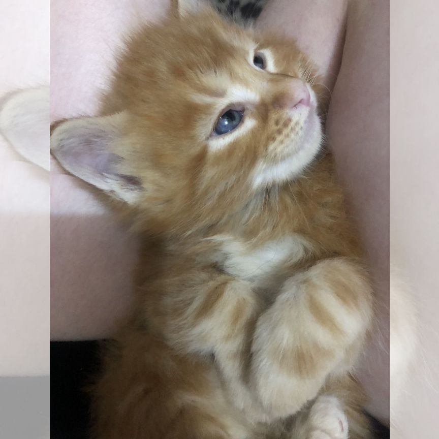 Продам котенка мейнкуна (1месяц) цена договорная