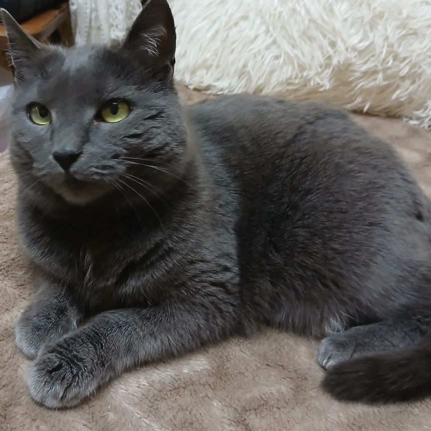 Русская голубая, взрослая кошка