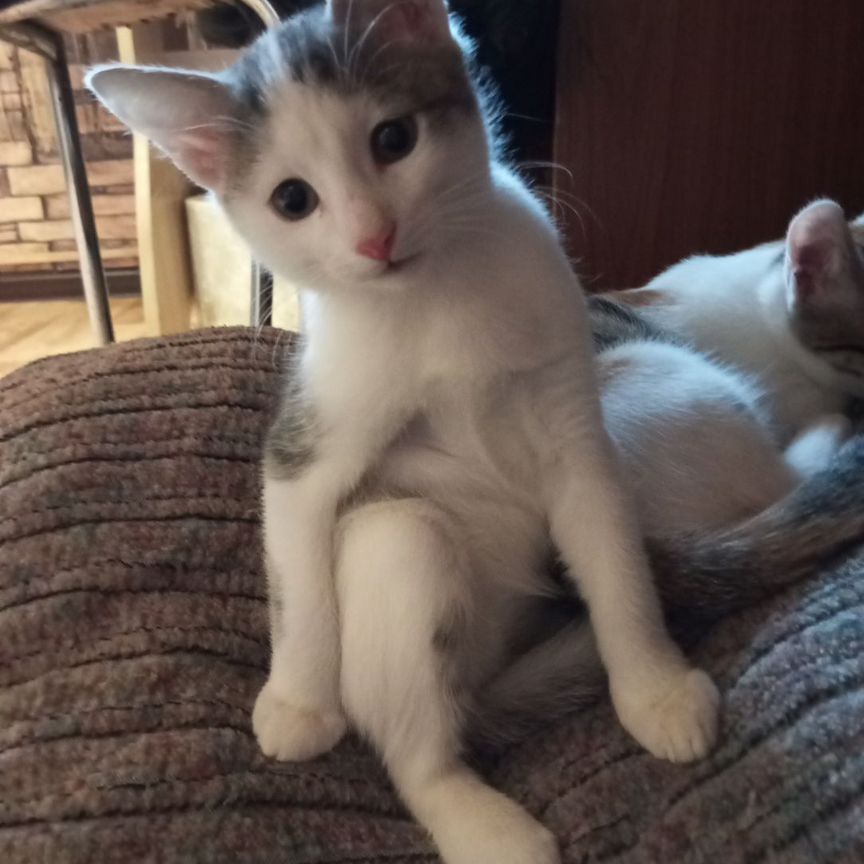 Котята ищут дом