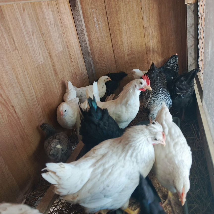 Цыплята мясо-яичные