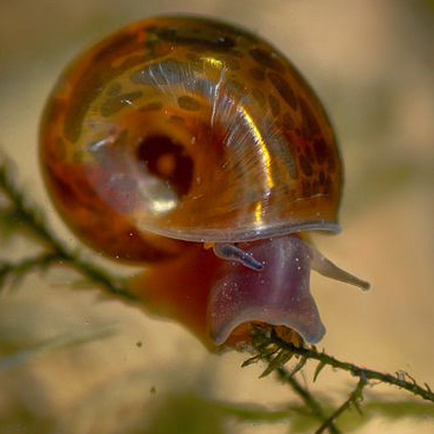 Улитки для аквариума