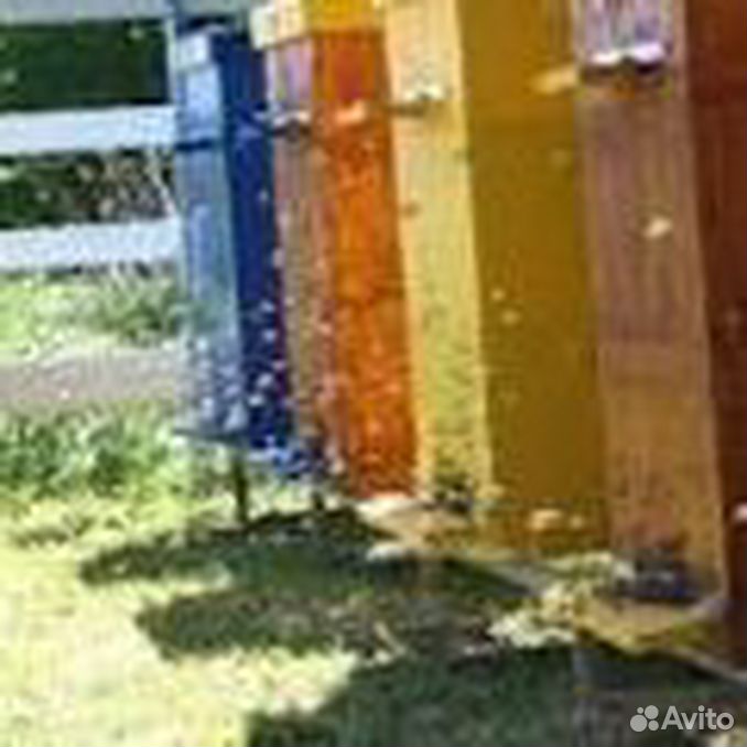 Продам пчелиные семьи на дадан