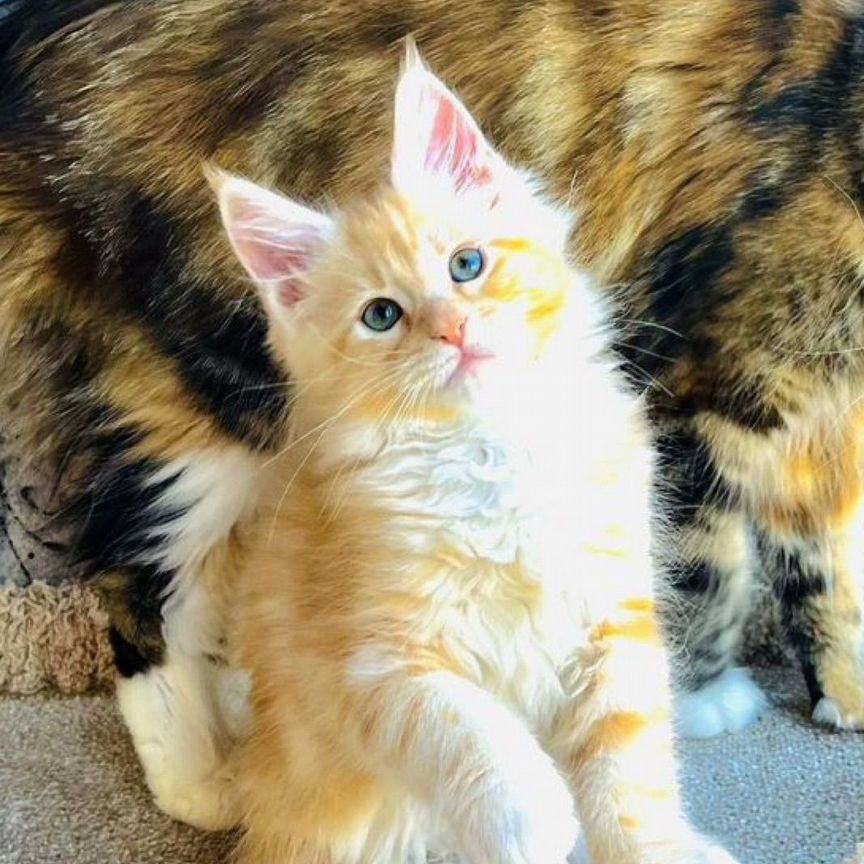 Мейн-кун котенок с родословной