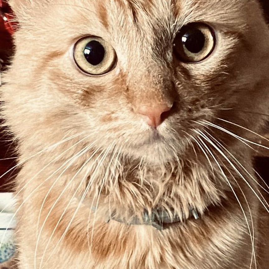 Котик в добрые руки