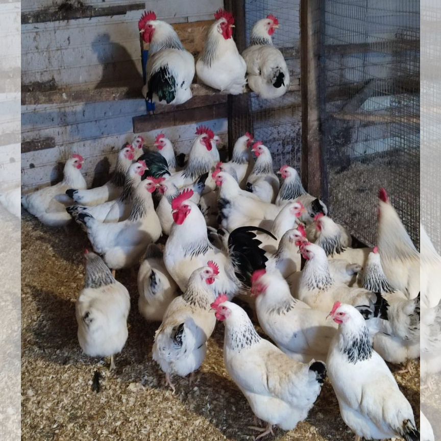 Цыплята несушки