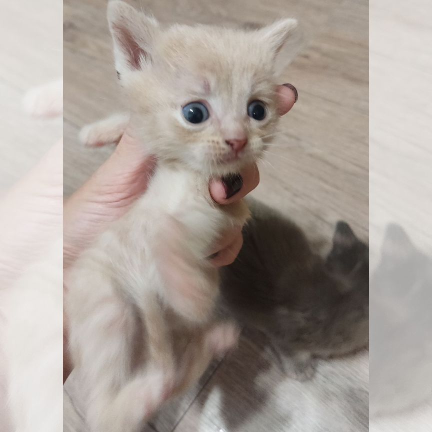 Котята в добрые руки бесплатно