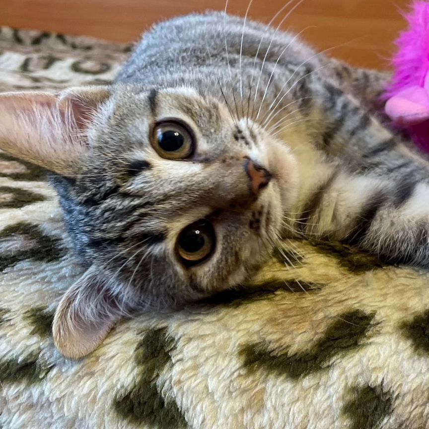 Котёнок в добрые руки