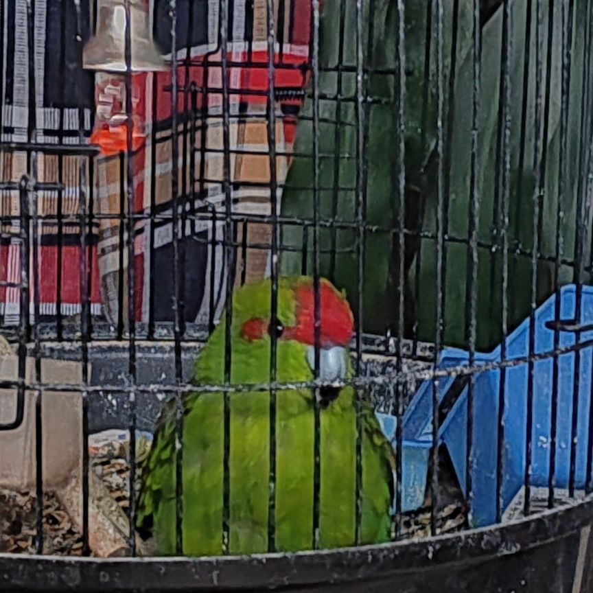 Попугай Какарик в добрые руки