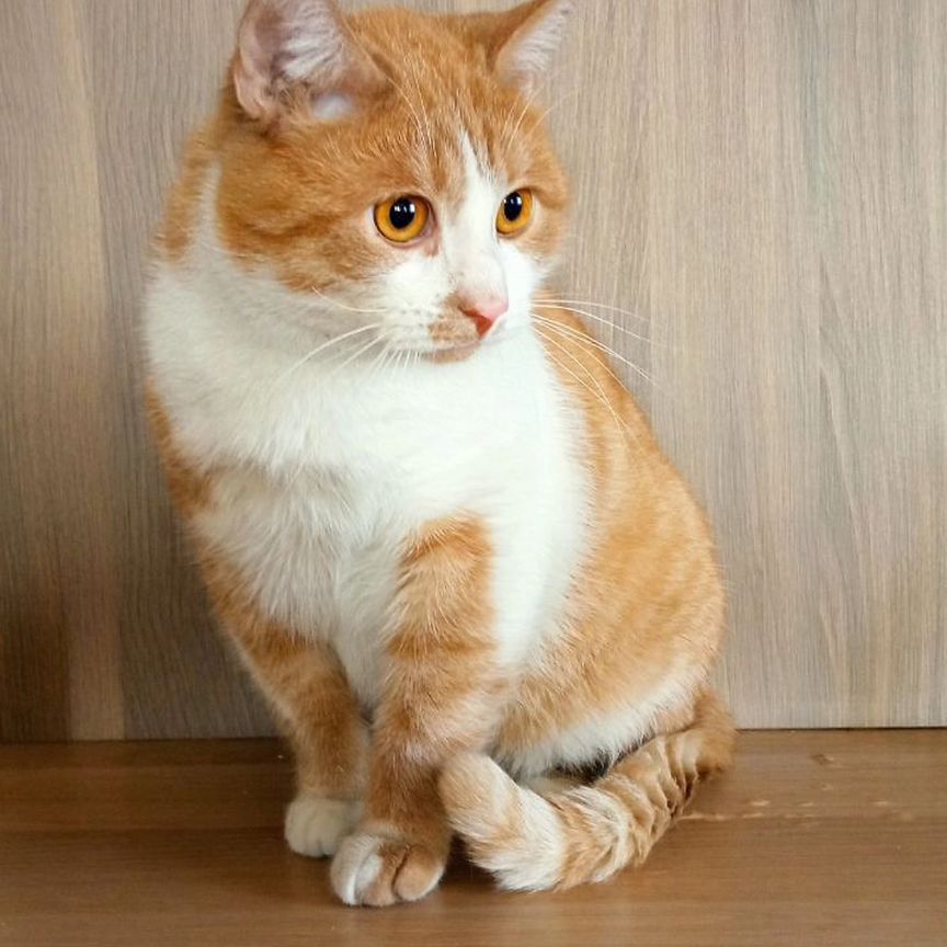 Котик Батон
