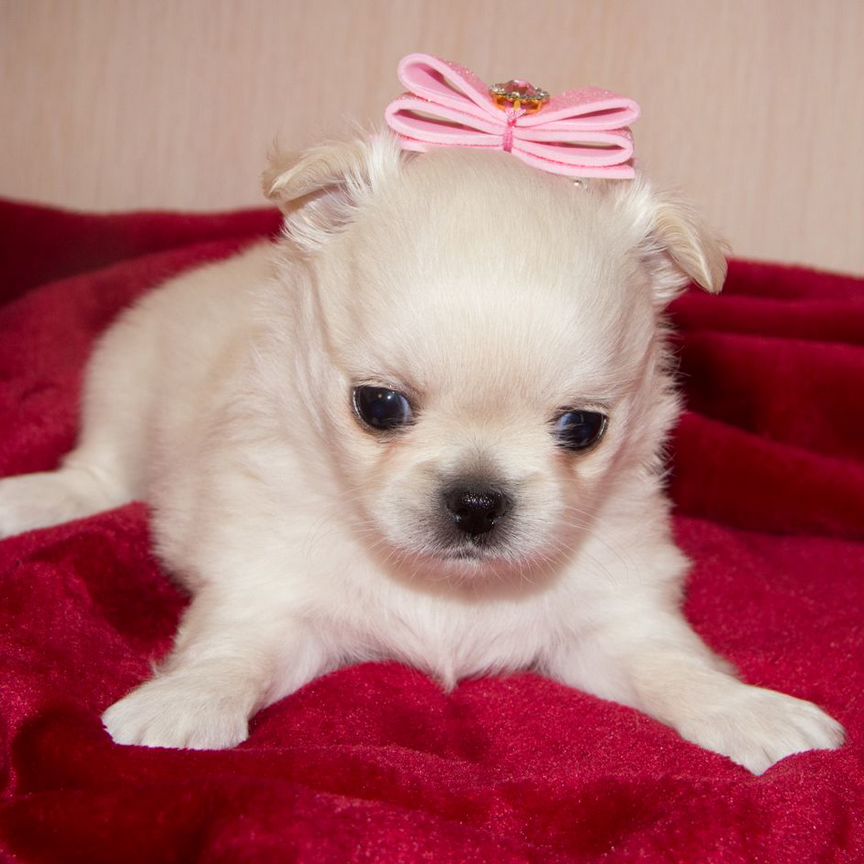 Чихуахуа, щенок