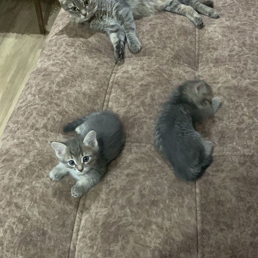 Котята в добрые руки даром бесплатно спб