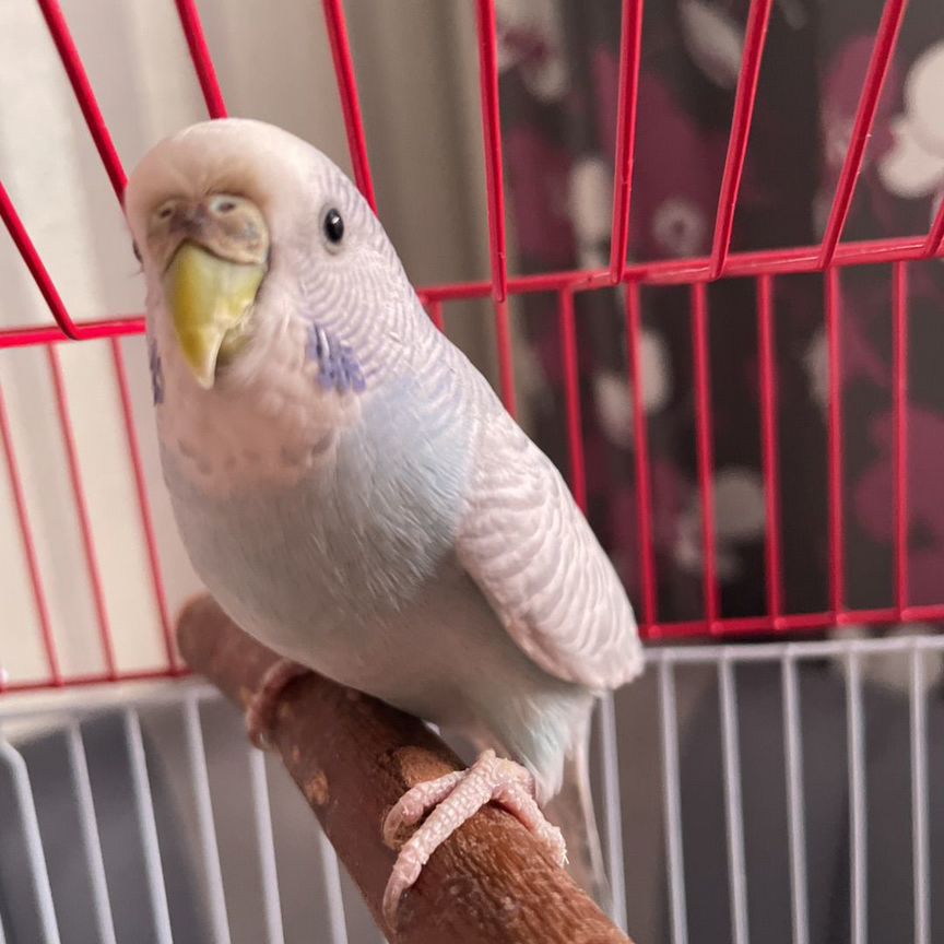 Волнистый попугай с клеткой девочка