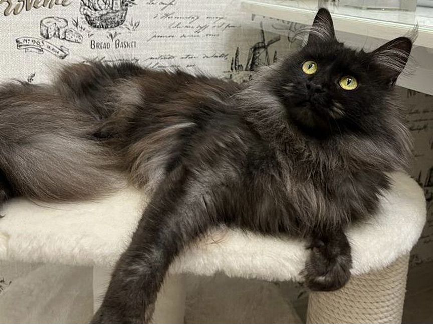 Булочка мейн-куночка ждет своего человека