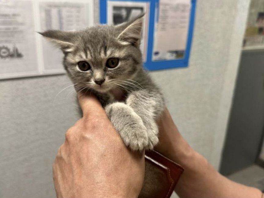 Котенок мальчик бесплатно