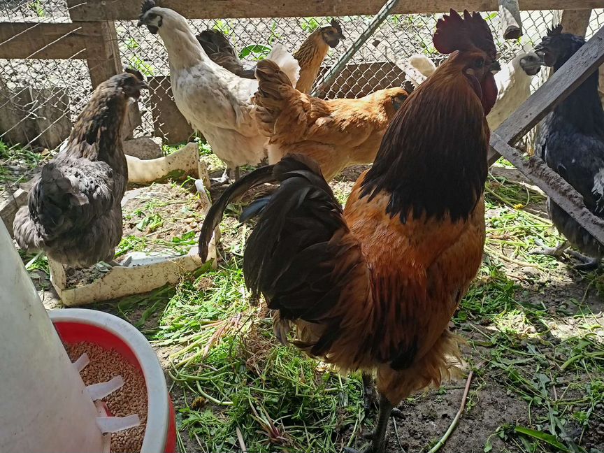 Куры лакеданзи