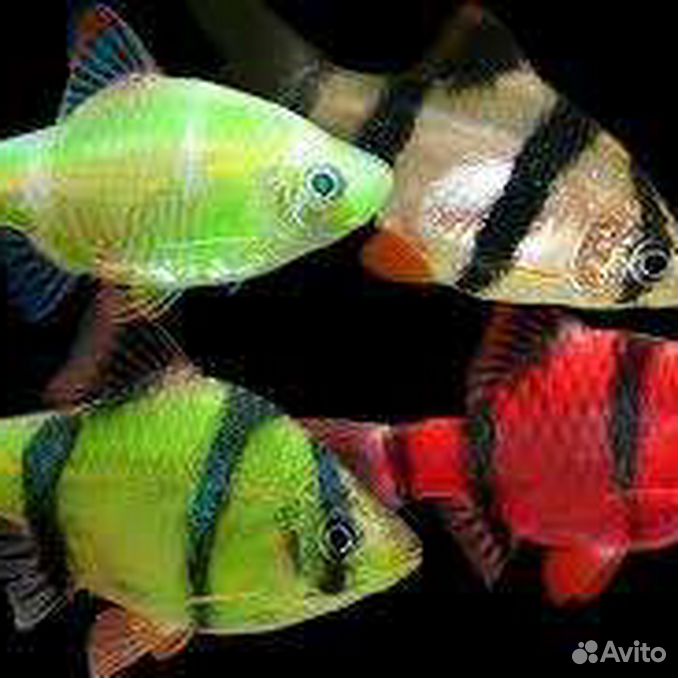 Барбус, Тернеция ассорти