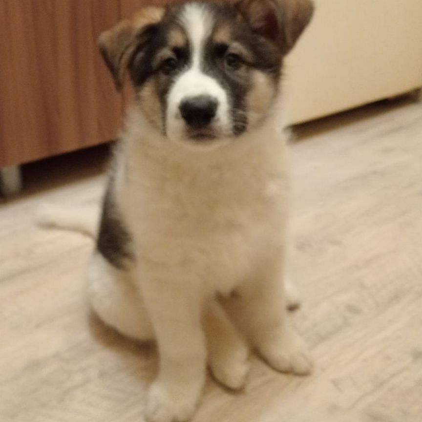 Щенок в добрые руки