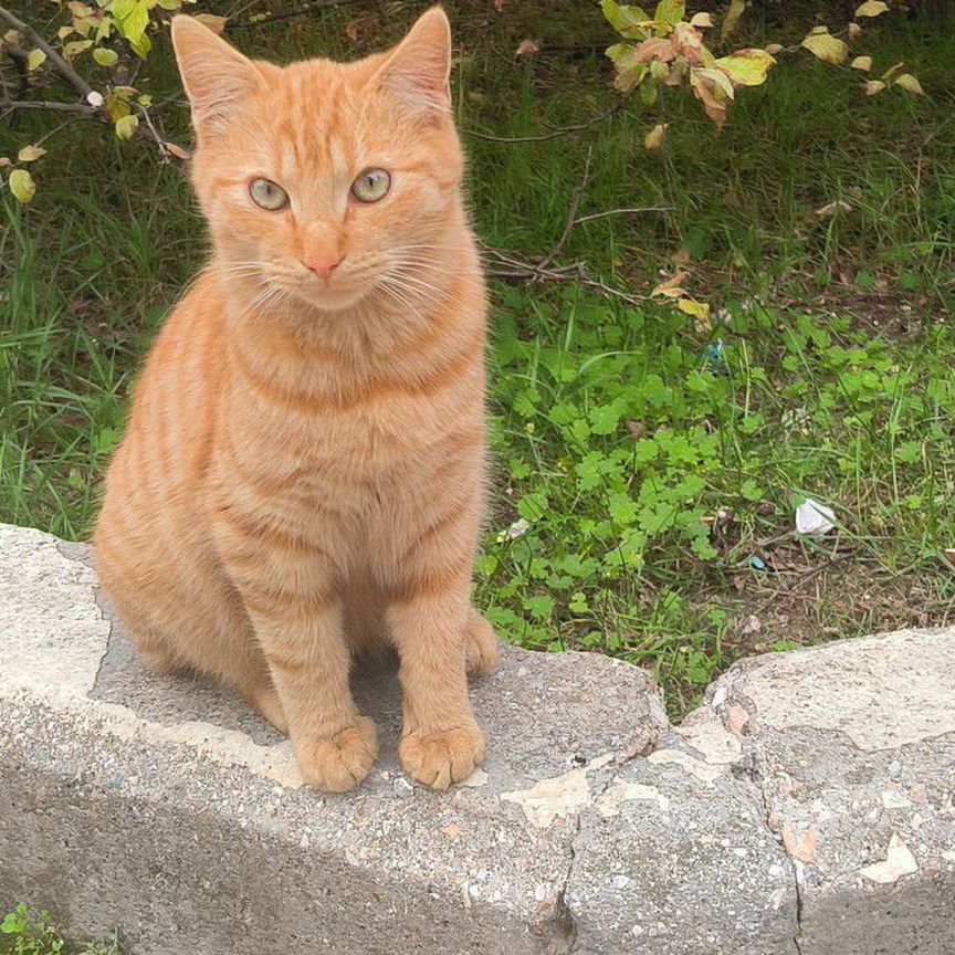 Ласковый подросток ищет дом