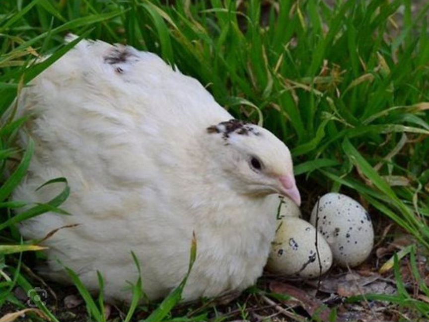 Перепела продажа всегда свежие яйца