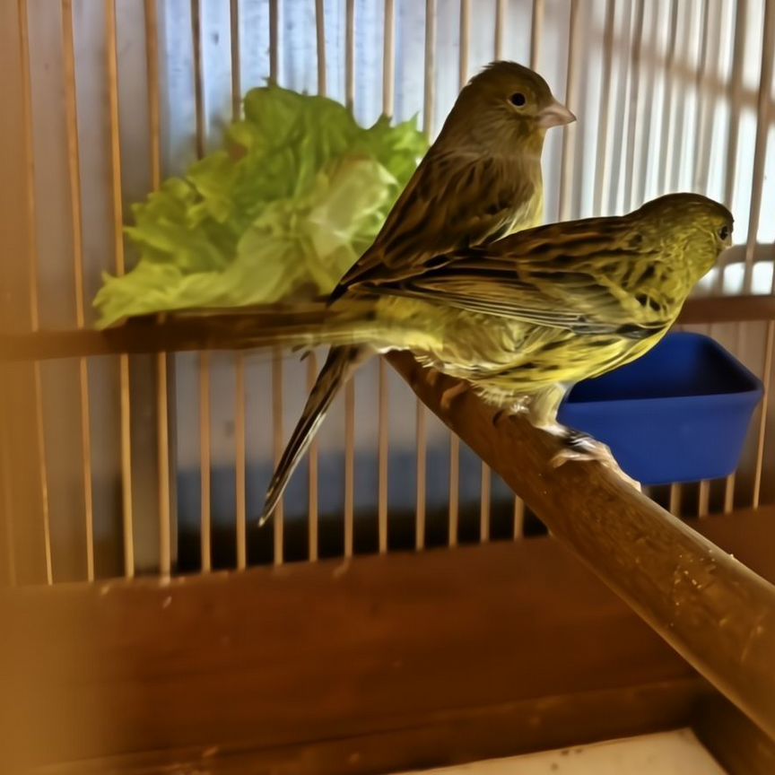 Канарейка овсяночного напева Самка