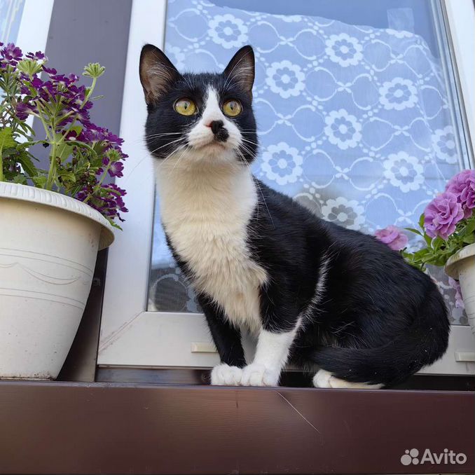 Кошечка Рада ищет дом