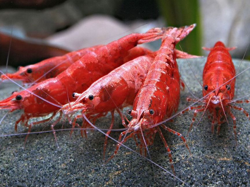 Красные креветки