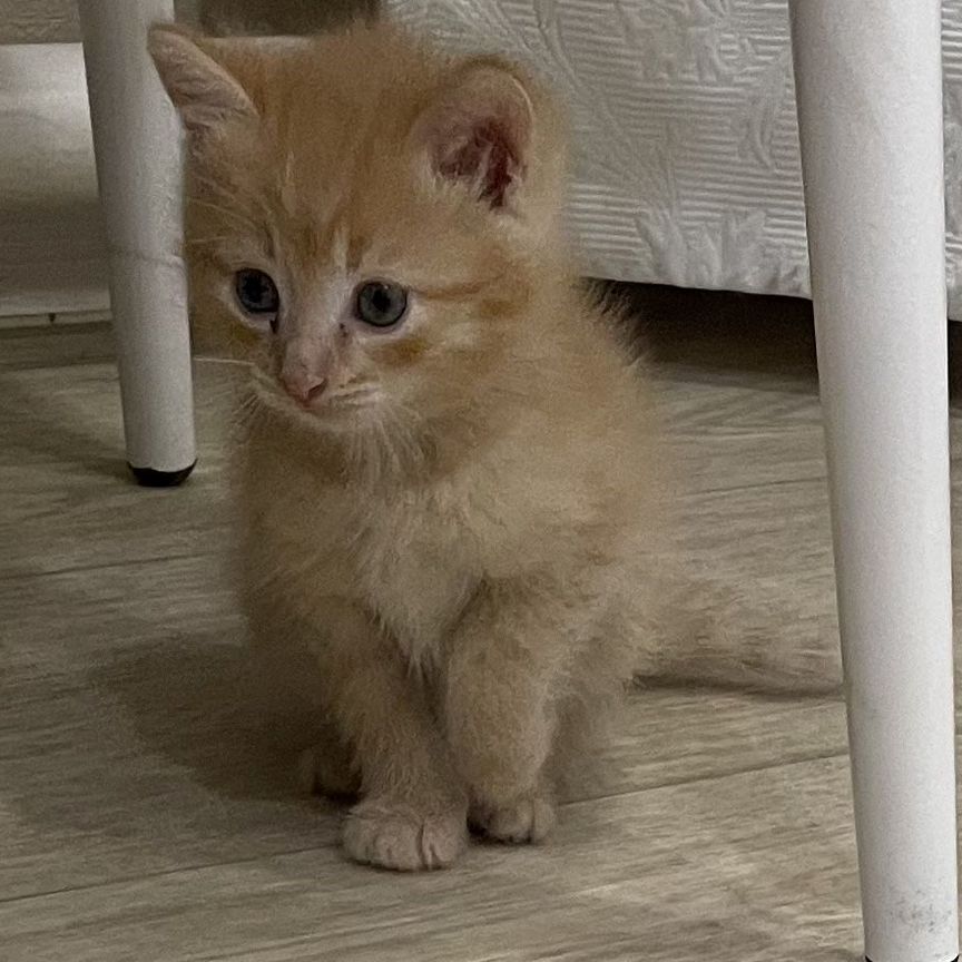 Котёнок от частного владельца