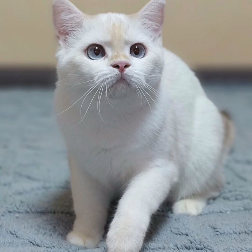 Шотландский прямоухий короткошёрстный котёнок