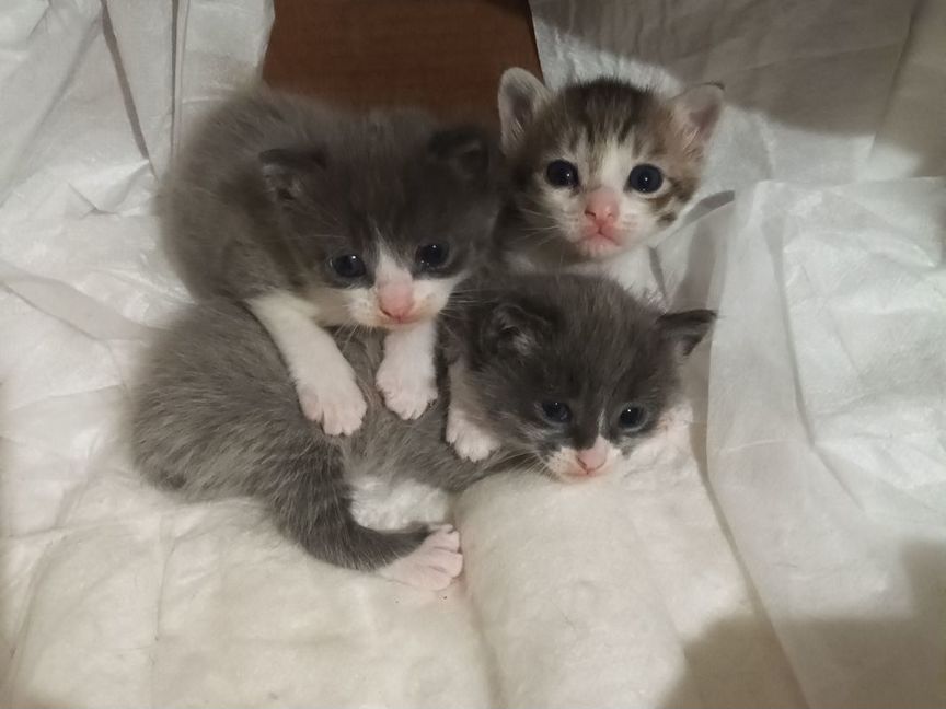 Котята. 1 мес. Отдам бесплатно