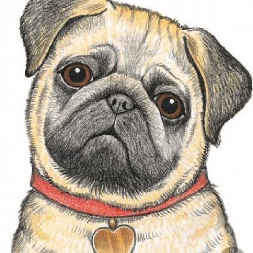 Рисую ваших питомцев