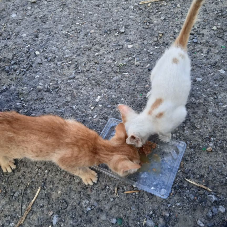 Котятки - мальчишки