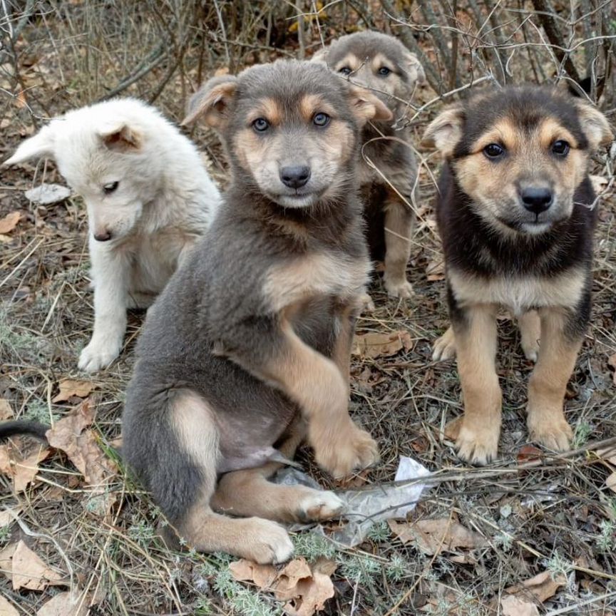 Выброшенные щенки замерзают