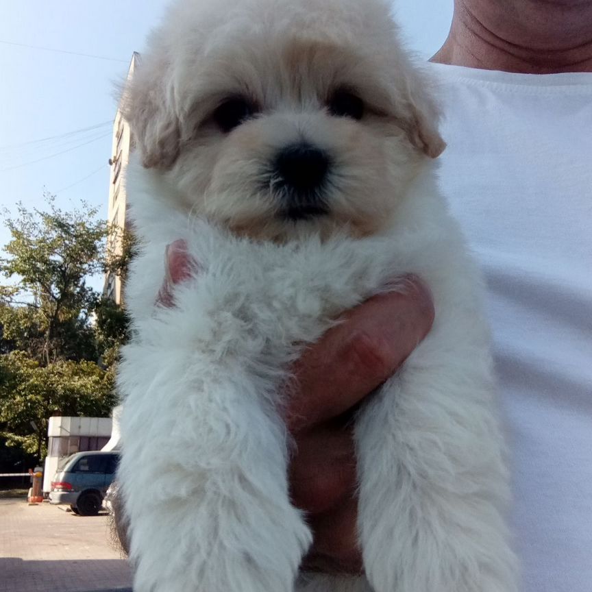 Щенок мальтипу ф1, мальчик