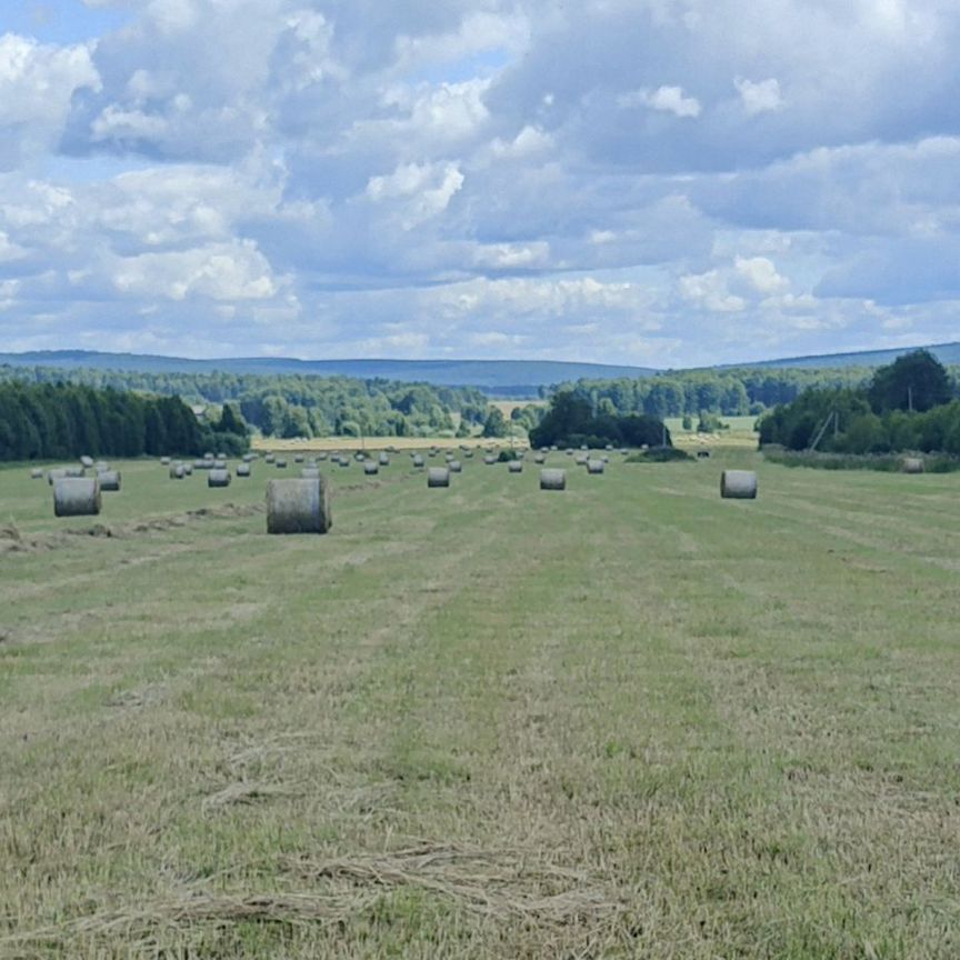 Продам сено в рулонах