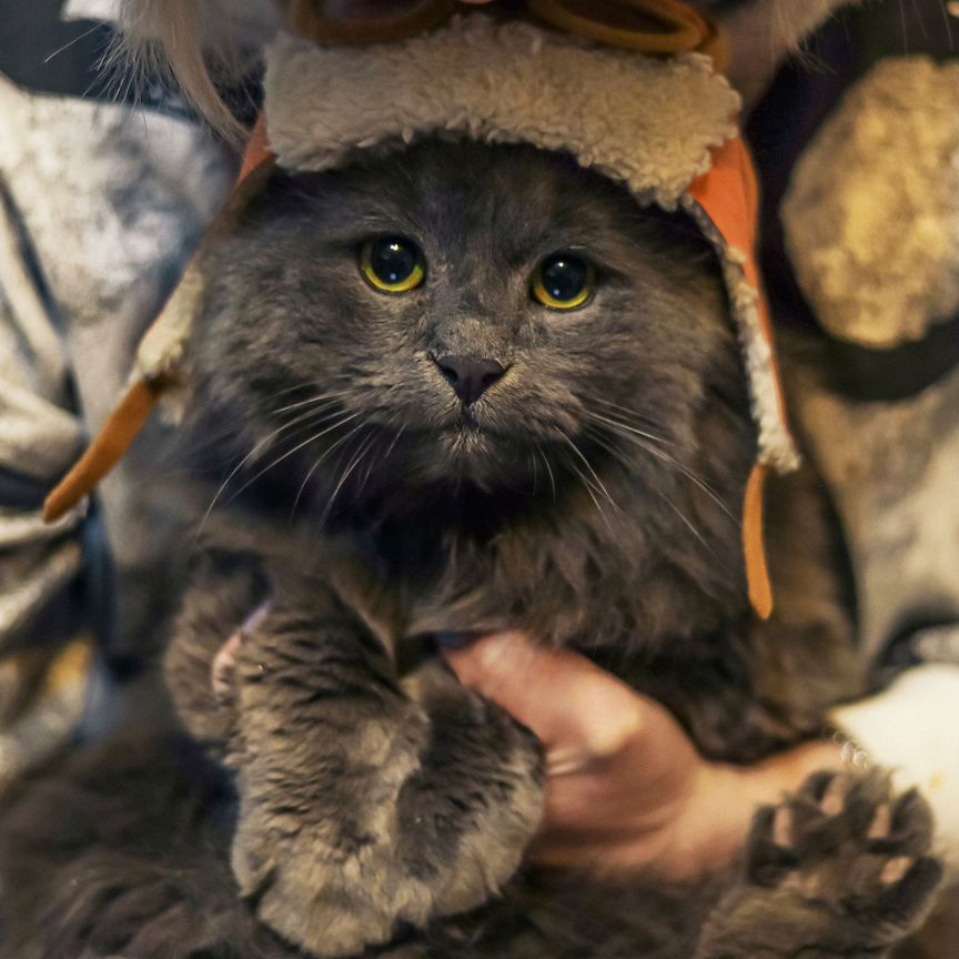 Самый нежный котей в поиске дома