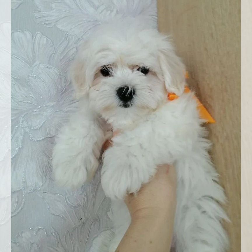 Мальтипу, щенок