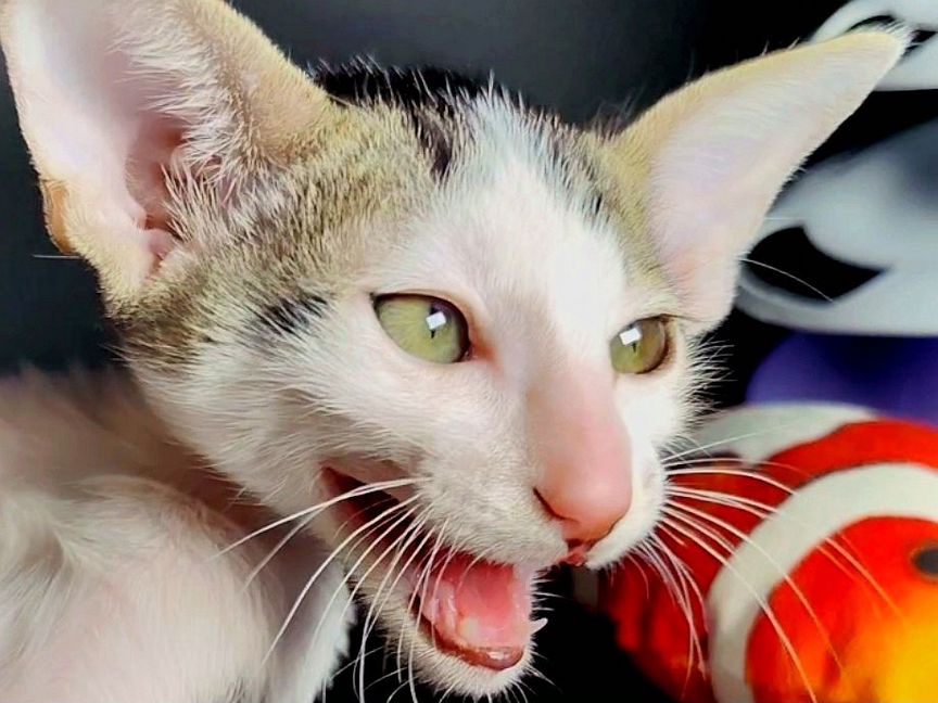 Как выбрать лучшего ориентального котёнка