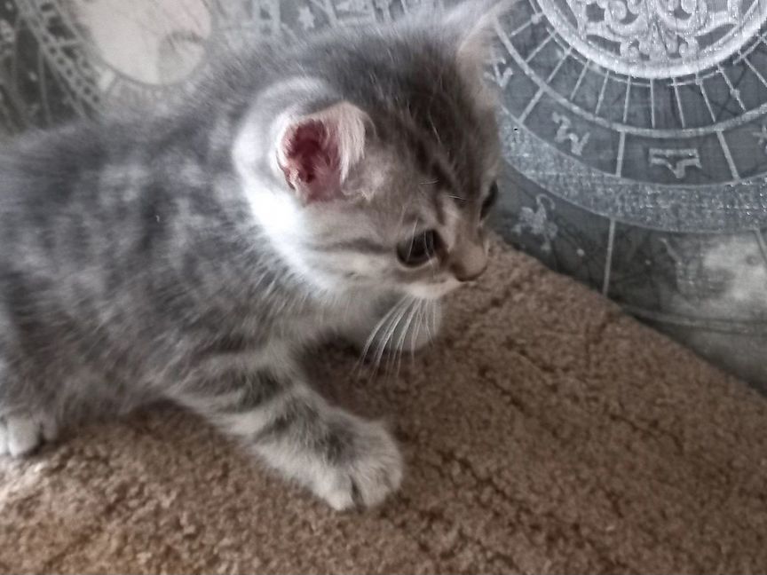 Маленькая кнопочка