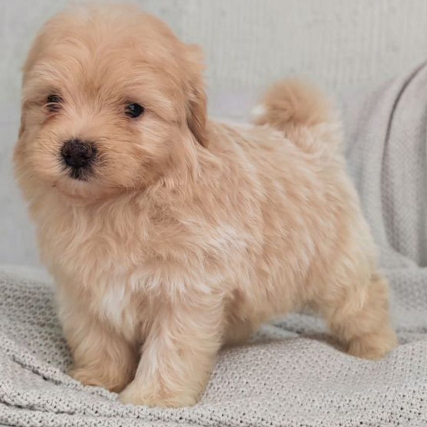 Мальтипу, щенок