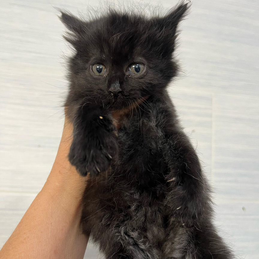 Котенок маленькая прелесть