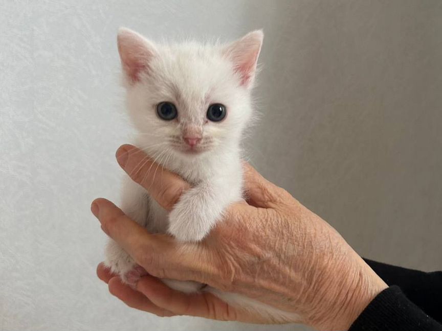 Малыши-карандаши котята