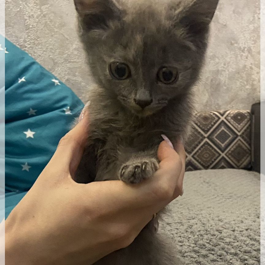 Британский длинношёрстный котёнок