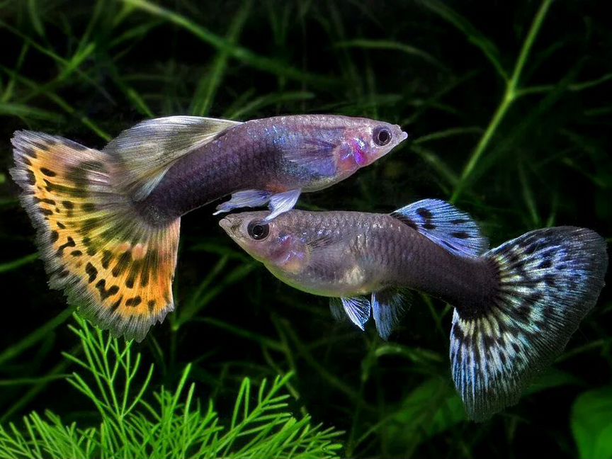 Рыбки гуппи