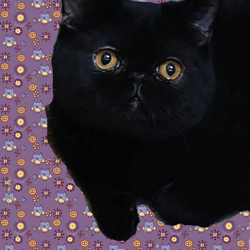 Экзот котик