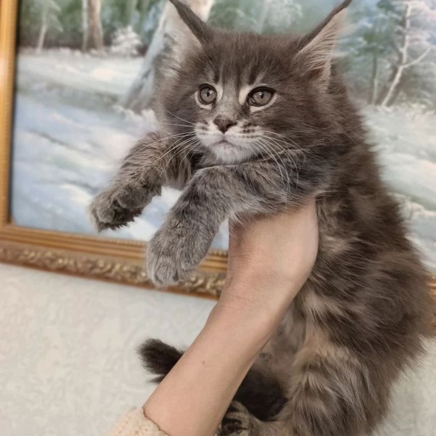 Мейн-кун котёнок