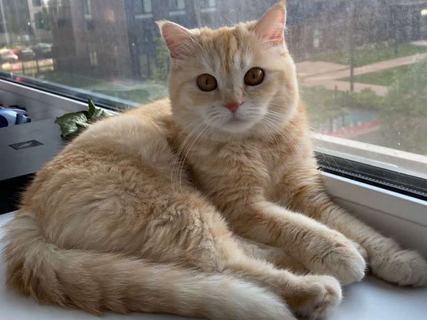 Шотландка кошка вязка