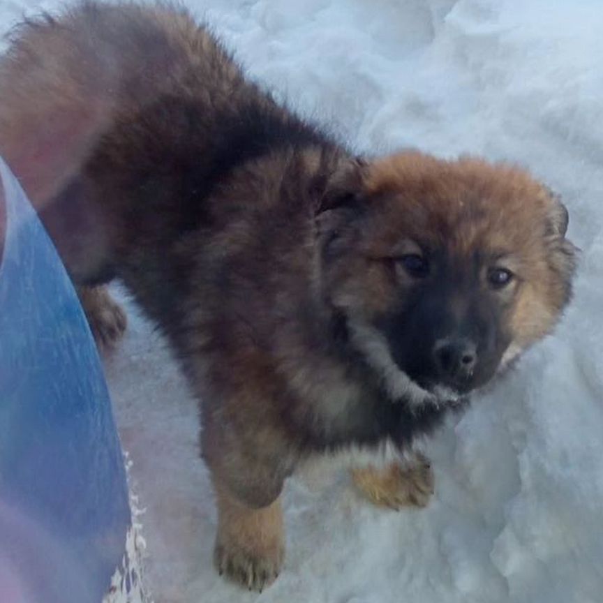 Щенок в добрые руки